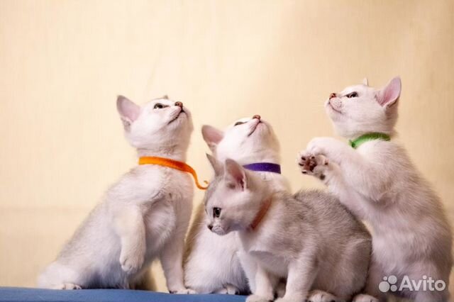 Котята редкой породы бурмилла