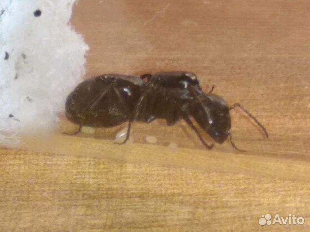 Кампонотус вагус