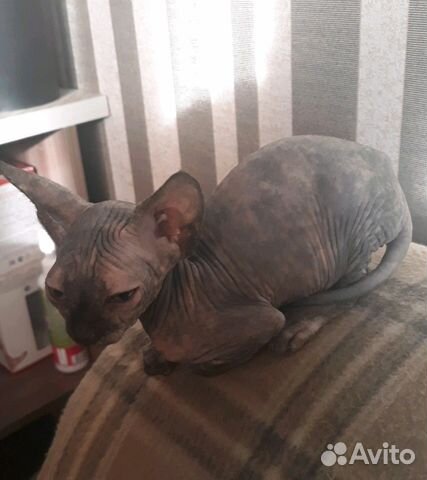 Канадские сфинксята