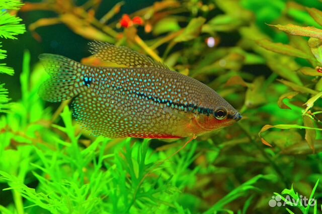 Гурами жемчужный