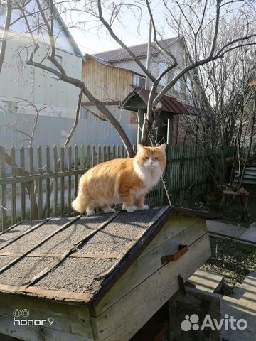 Отдам кота в добрые руки