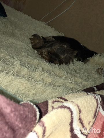 Йоркширский терьер Вязка