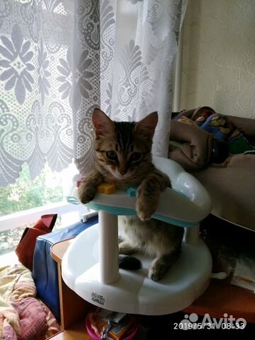 Шотландский котик(помесь)