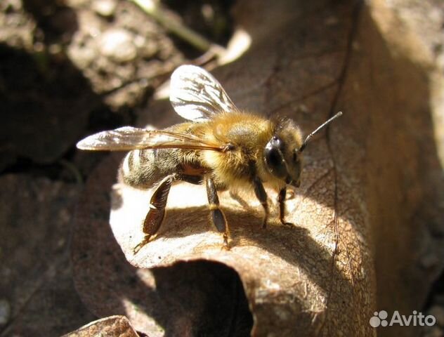 Пчелы для апитерапии