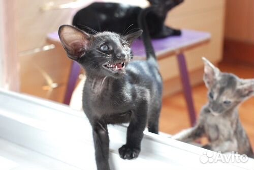 Черный ориентальный котенок