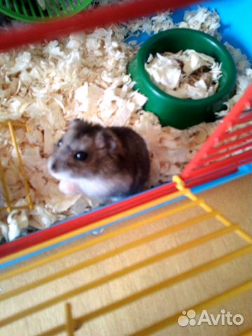 Отдам хомячков