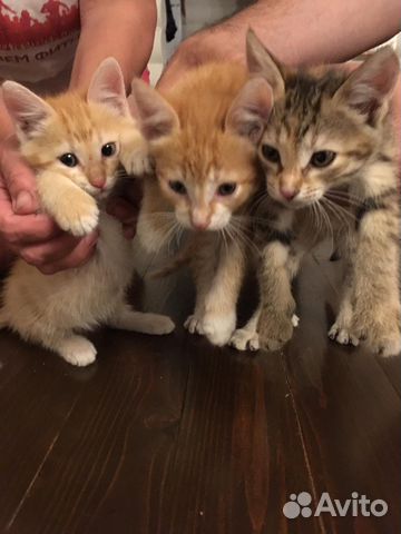 Котята от кошки крыселовки