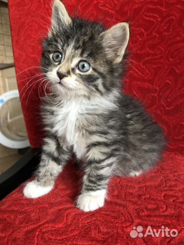 Сказочные котята ищут дом