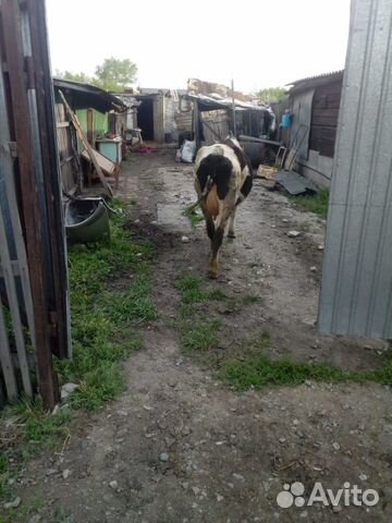 Продам корову перво телку