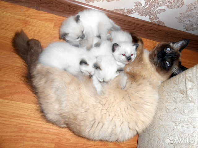 Продаю сиамских котят