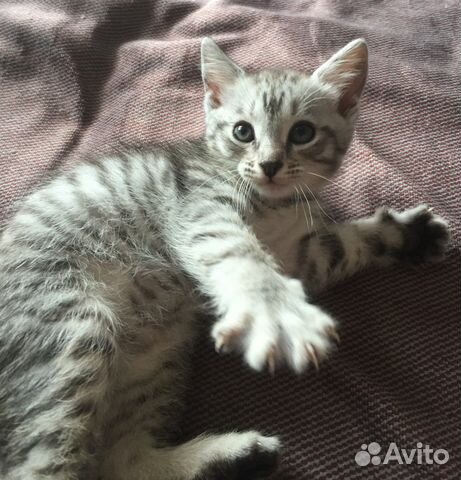 Котенок из рекламы Вискаса