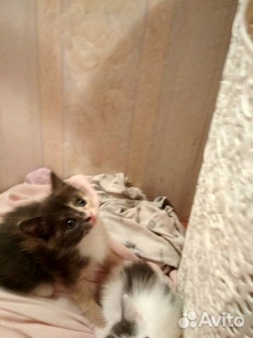 Отдам котяток в добрые заботливые руки