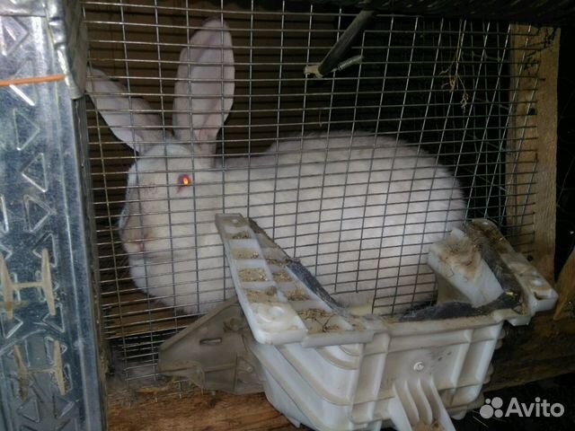 Крольха фландер