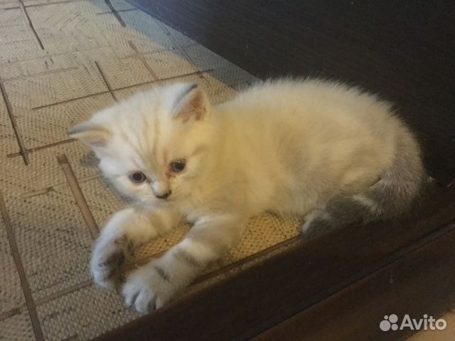 Котята британцы