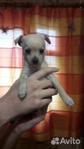 Тойчики мальчишки