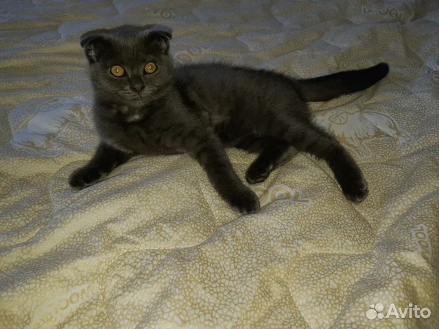 Британский котенок