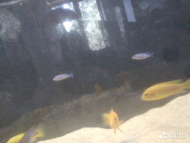 Демасони, малек