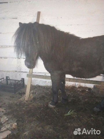 Жеребец пони