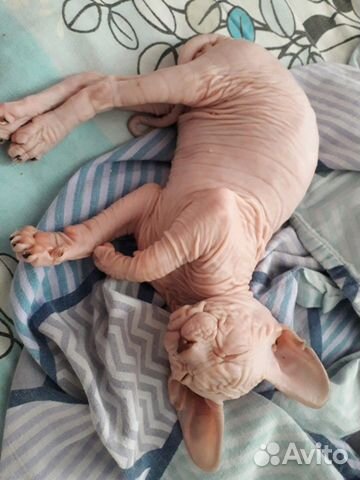 Котенок сфинкс осталось 2 мальчика