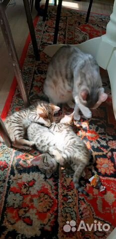 Бенгальские малышки