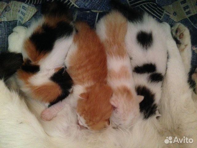 Отдам в добрые руки чудесных котят