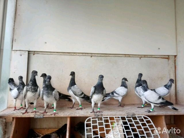 Голубь Венгры Дереши