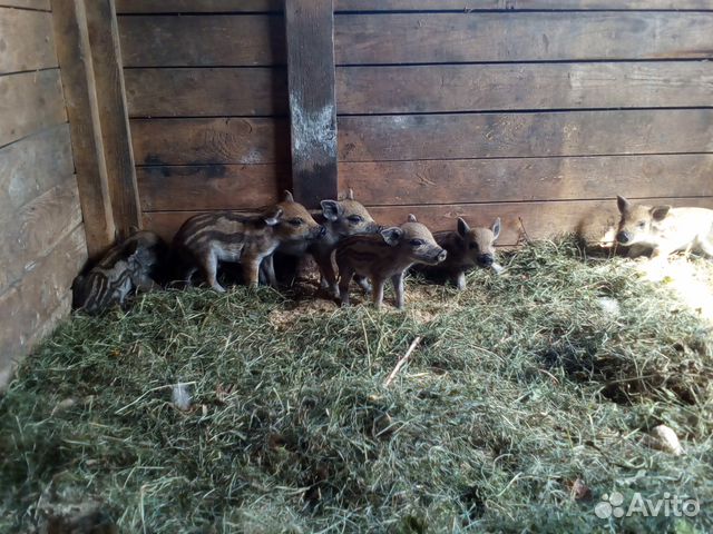 Венгерская мангалица поросята, свинки, хряк