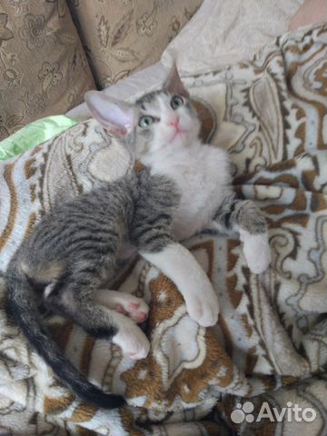 Корниш-Рекс