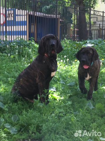 Фила бразилейро