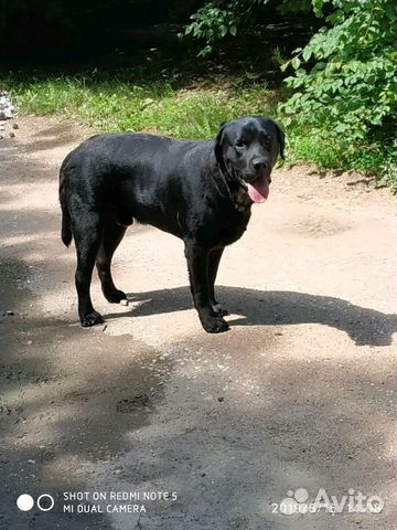 Найдена собака