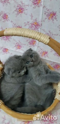 Продаю плюшевых котят