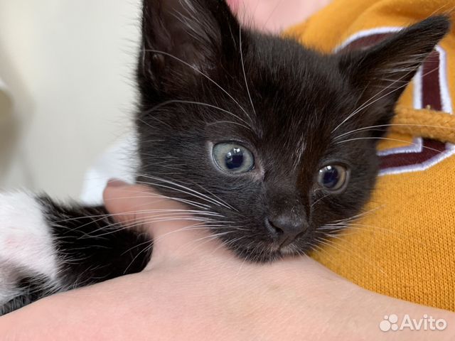 Котик мальчик тихий