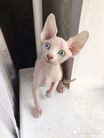 Разноглазая кошечка