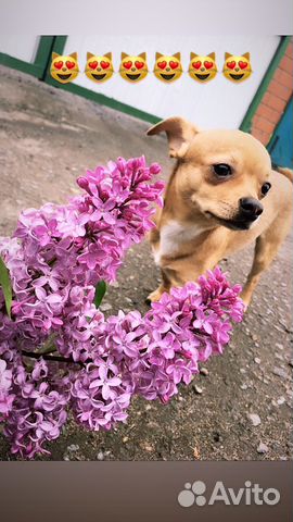 Продаю чихуахуа