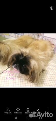 Пикинесикам