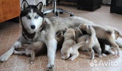 Хаски голубые глазки