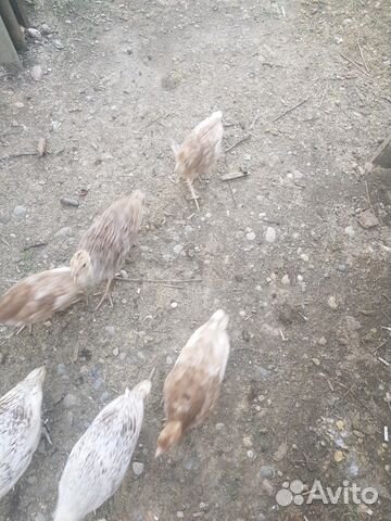 Гуси индоутки индюшата