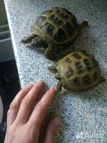 Сухопутные черепахи