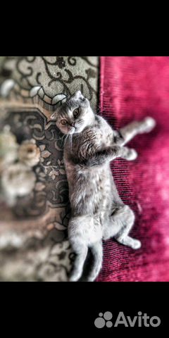 Кошка шатланская вислоухая