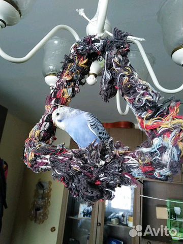 Волнистый попугайчик