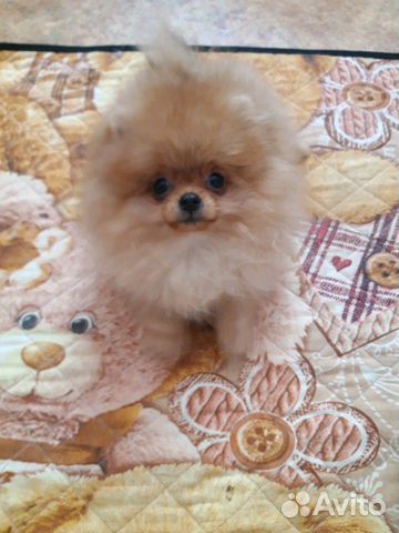 Девочка мини 4 мес