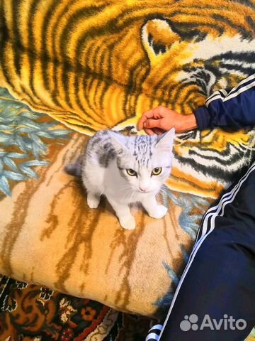 Кот
