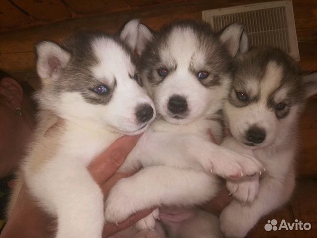 Кобель хаски для вязки