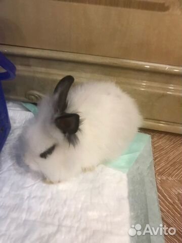 Продаём карликого декаротивного кролика с самодель