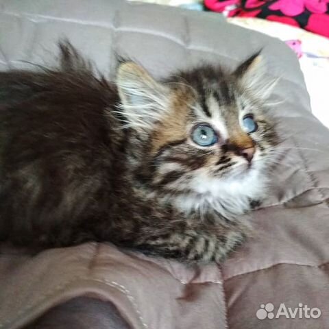 Особенный котёнок в добрые руки