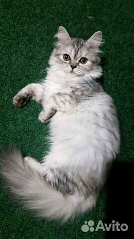 Шотландская кошечка