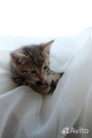Метис бенгальской кошки, котенок, мальчик 2 мес