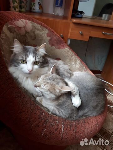 Кот Кузя и Кошка Нюша ищут дом