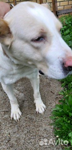 Отдам Алабая