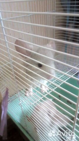 Шиншилла, гетеробеж